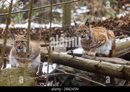 Carpathian lynx (Lynx lynx carpathicus) during the autumn. Subspecies ...