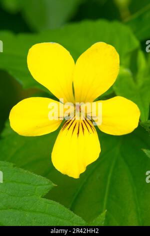 Evergreen violet (Viola glabella), Tryon Creek State Park, Portland ...
