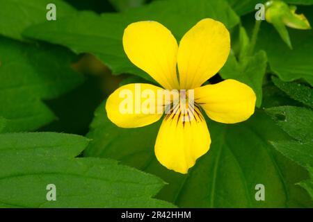 Evergreen violet (Viola glabella), Tryon Creek State Park, Portland ...