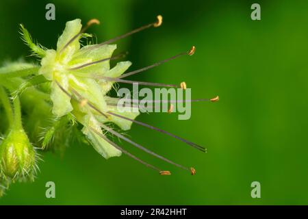 Pacific Waterleaf (Hydrophyllum tenuipes), Tryon Creek State Park ...