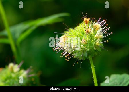 Western waterleaf (Hydrophyllum occidentale), Willamette Mission State ...