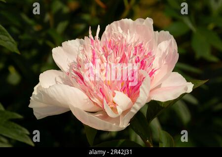 Do Tell peony, Adelman Peony Garden, Brooks, Oregon Stock Photo - Alamy