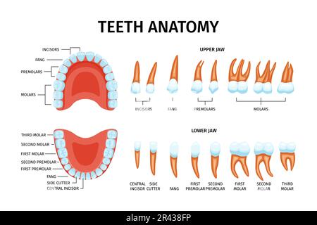 Teeth anatomy scheme. Tooth structure infographic, orthodontic human ...