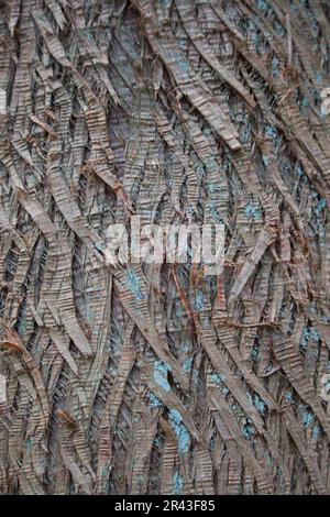 Close up of the bark on a cedar tree that is peeling Stock Photo - Alamy