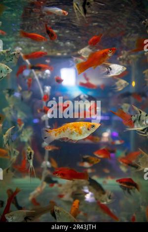 Goldfish in a freshwater aquarium Stock Photo - Alamy
