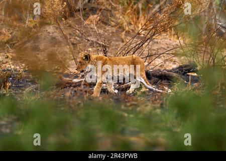 Lion, fire burned destroyed savannah. Animal in fire burnt place, lion ...