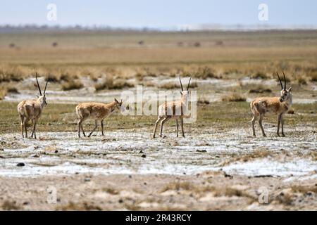 Ruoqiang. 23rd May, 2023. This photo taken on May 23, 2023 shows a view ...