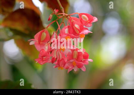 Indian soapberry (Sapindus mukorossi), flowers, aritha, doadni, doda ...