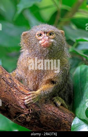Adult Pygmy marmoset (Cebuella Pygmaea) standing on the branch Stock ...