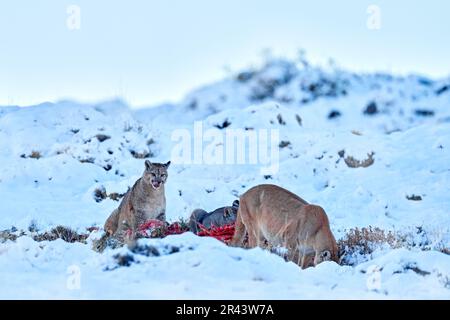 Puma eating guancao carcass, skeleton in the mouth muzzle with tongue ...