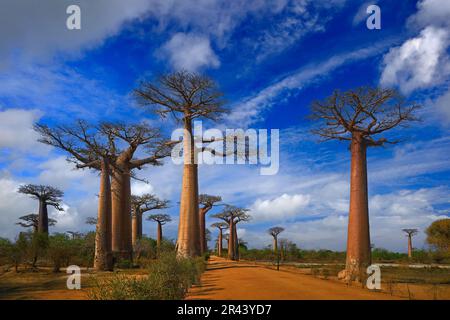Alley of the Baobabs landscape from Madagascar. Most famous tipical ...