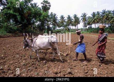 The traditional cultivars sown by them, over generations from the ...