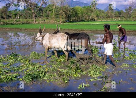 Traditional ploughing after green leaves manuring, Tamil Nadu, South ...