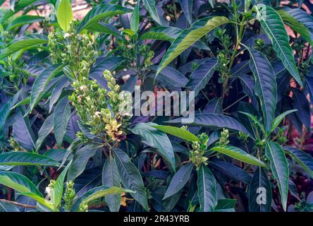 Adulsa, Malabar nut (Justicia adhatoda, Justicia vasica), blooming ...