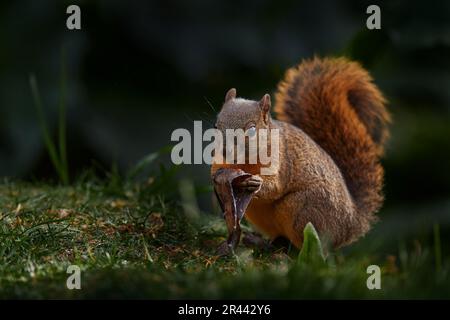 Variegated Squirrel, Sciurus variegatoides, with food, head detail ...