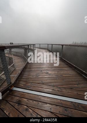 Path in treetops. Wooden planks of path for wheelchairs. Wooden and ...