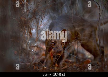 Madagascar wildlife. Fosa in shrubs bushes. Fosa, Cryptoprocta ferox ...