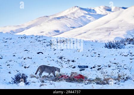 Puma eating guancao carcass, skeleton in the mouth muzzle with tongue ...