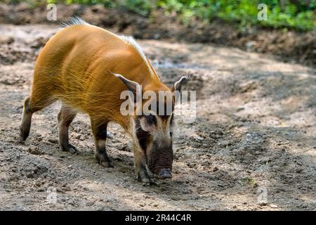 Red river hog or Potamochoerus larvatus. Toronto Zoo, Canada Stock ...
