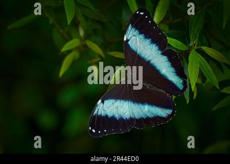 Achilles Morpho - Morpho achilles, beautiful large butterfly from Latin ...
