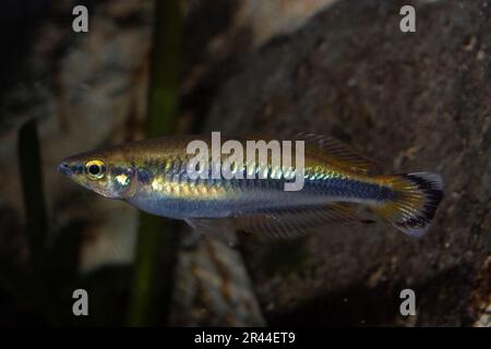 Madagascar Rainbowfish, Bedotia madagascariensis, Bedotidae, endemic of ...