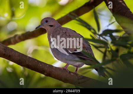 White-winged dove in the Yucatan, Mexico Stock Photo - Alamy