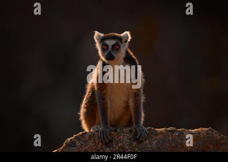Monkey with granite rock, sunset. Madagascar wildlife, Ring-tailed ...