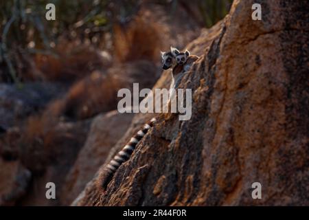 Monkey with granite rock, sunset. Madagascar wildlife, Ring-tailed ...