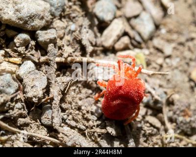 A Clover Mite, Bryobia praetiosa in Ambleside, Lake District, UK Stock ...