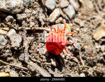 A Clover Mite, Bryobia praetiosa in Ambleside, Lake District, UK Stock ...