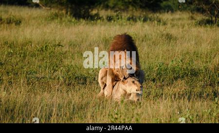 Lions mating at Kruger nation park South Africa, The mating behavior of ...