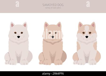 Samoyed dog clipart. Different poses, coat colors set. Vector ...