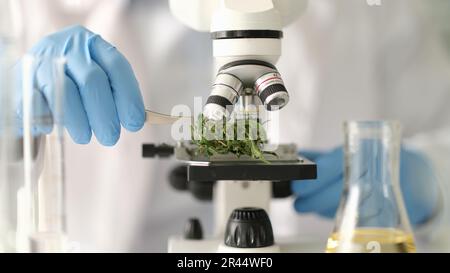 Chemist examining dry marijuana leaves under microscope in laboratory ...
