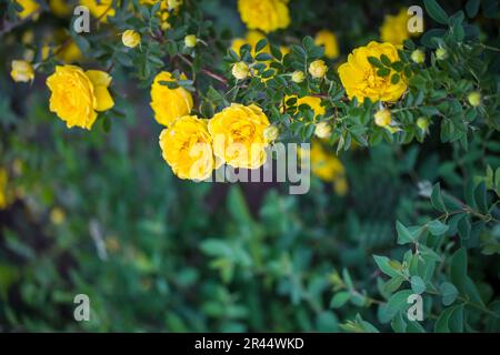 Bush of beautiful yellow roses in a garden Stock Photo - Alamy