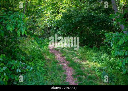 Trampel path with barrier into a forest Stock Photo - Alamy