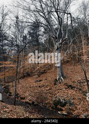 A stream running through an autumn forest filled with lots of trees ...