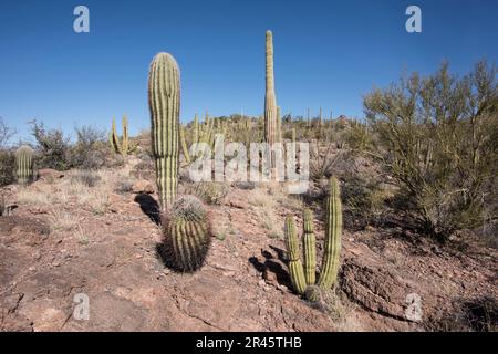 Landscape at Wildhorse Tank, an oasis in the Sonoran Desert, Organ Pipe ...