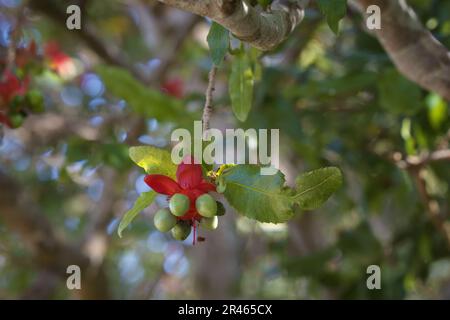 Ochna gamostigmata, Kirstenbosch, Cape Town, South Africa Stock Photo ...