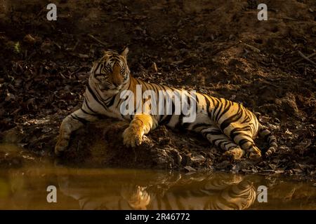 Bengal tiger lies by waterhole turning head Stock Photo - Alamy