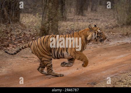 Bengal tiger (Panthera tigris tigris) races across dirt track in the ...