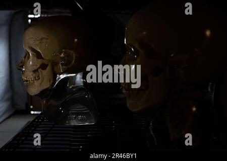 Translucent-skin skull models sit on display as part of the U.S. Army ...