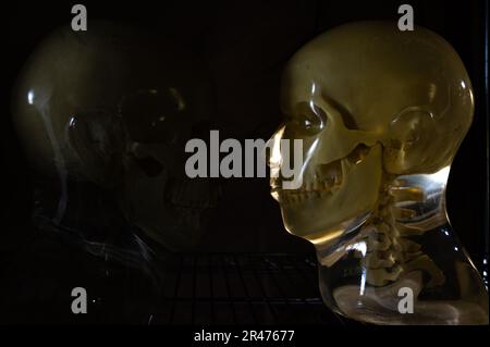 Translucent-skin skull models sit on display as part of the U.S. Army ...