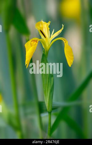 A yellow marsh iris in the reeds of a nature reserve near Mistelbach an ...