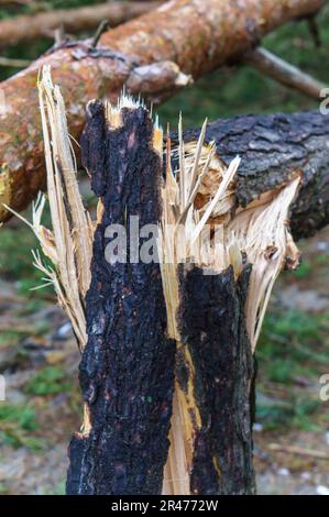 Broken tree in woods. Large spruce tree fell. Old tree. Deforestation ...