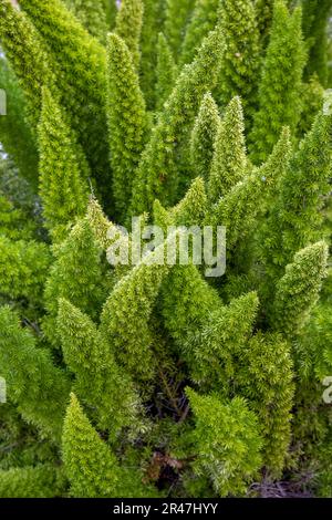 Leaves of foxtail asparagus fern plant closeup. Asparagus sprengeri ...
