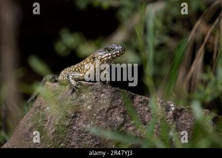 A Cunningham's spiny-tailed skink lizard perched atop a rocky ledge in ...
