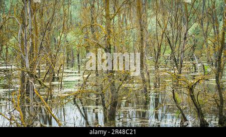 Misty forest landscape. Dead trees and swamp in a spooky forest ...