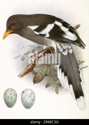 Urocissa whiteheadi illustration Stock Photo - Alamy