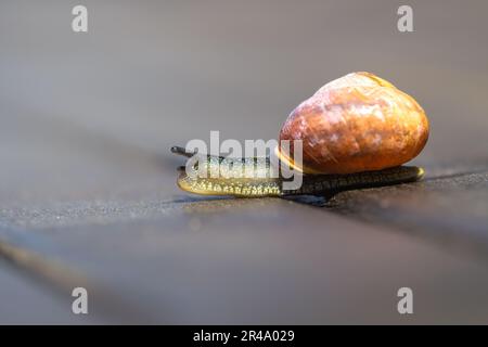 Slow Journey: Tiny Snail Crawling on a Vibrant Yellow Daisy Stock Photo ...