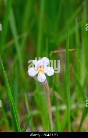 One flowered Broomrape Orobanche uniflora Anza Borrego State Park ...